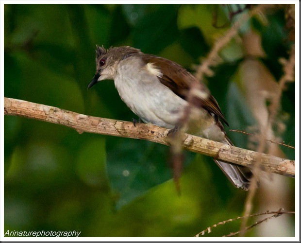 Naturalist Photography: Bulbul of Malaysia Part 3